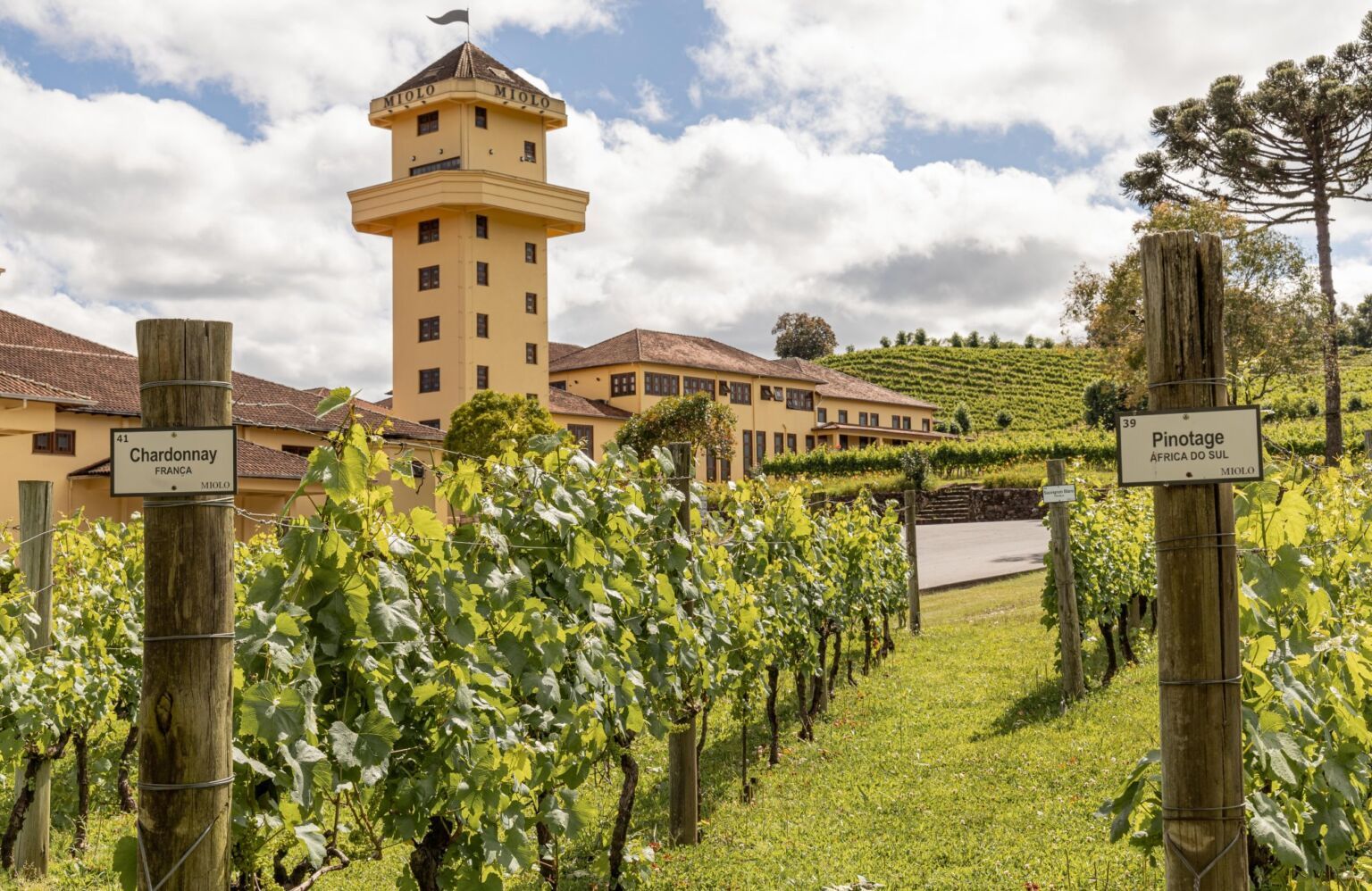 Miolo Wine Group lança experiências na Serra e Campanha Gaúcha | Expansão